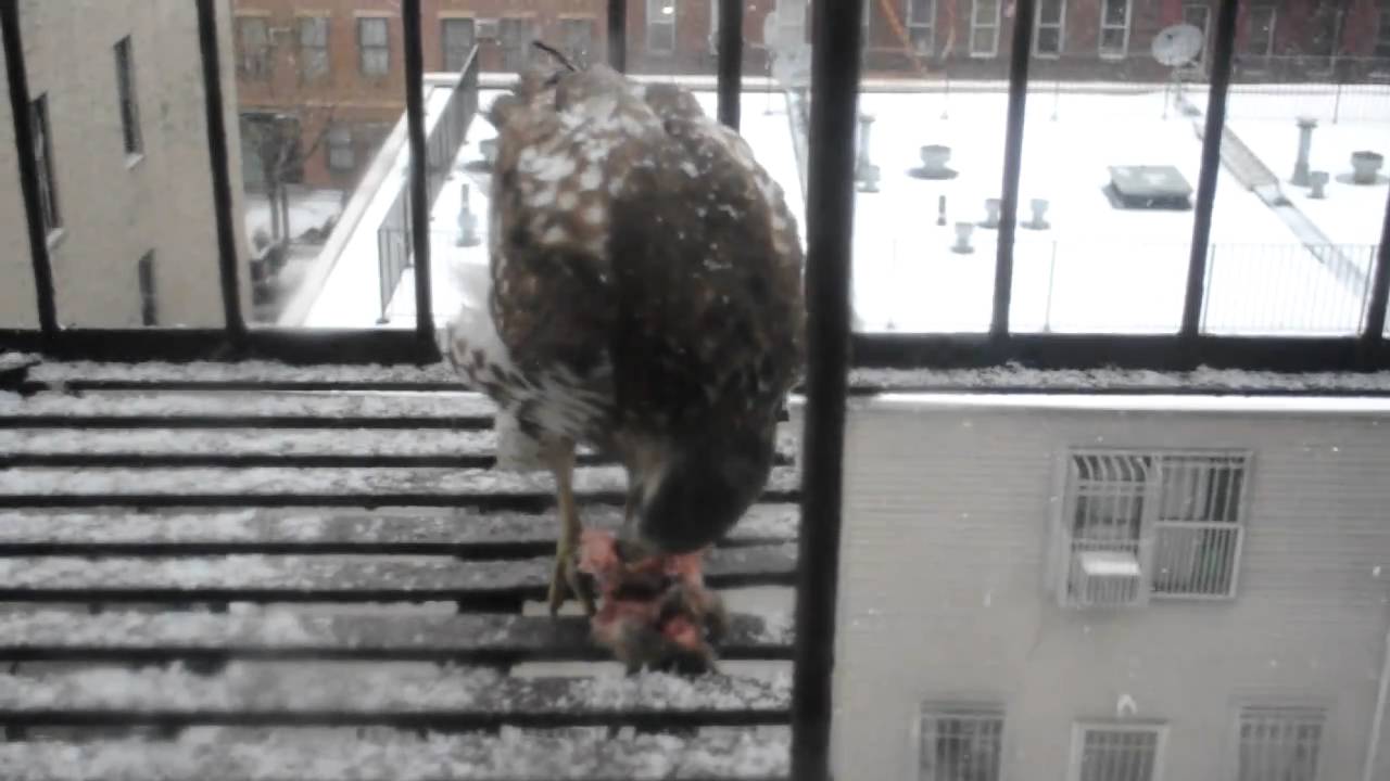 breakfast in brooklyn, hawk eats rat - YouTube