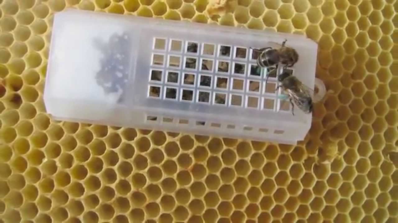 Buckfast Queen Honey Bee Beekeeping Closeup HD - YouTube