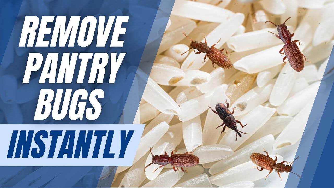 How to Get Rid Of Pantry Bugs (This Trick is Simply Amazing!) - YouTube