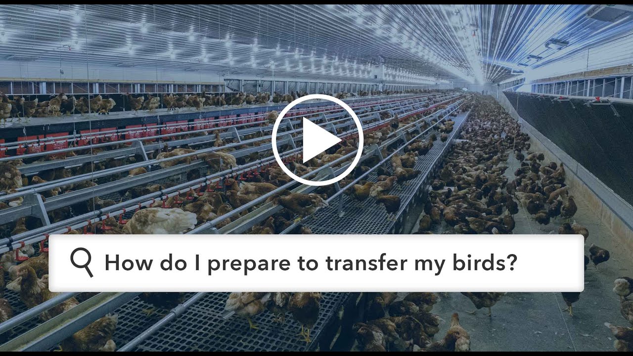 Prepare your flock for transfer. - YouTube
