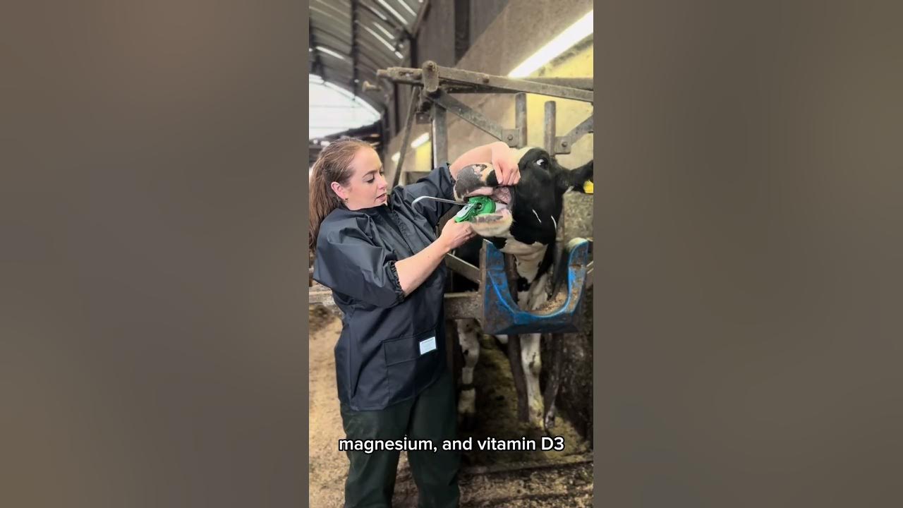 Dairy Cow Post-Calving Protocol made easy with the AHV Triple Bolus ...