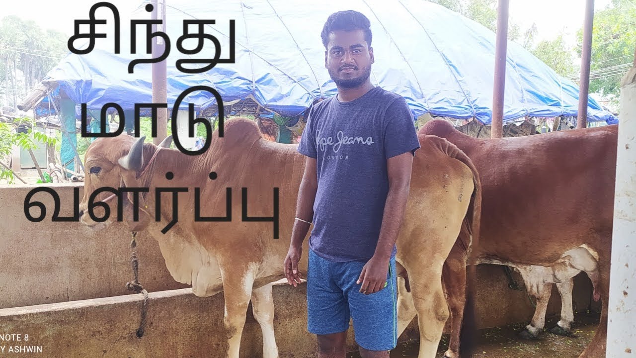 growing of sindhu cow | சிந்து மாடு வளர்ப்பு | solar panel installation ...