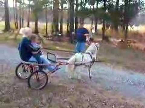 First time trying the pony cart. - YouTube