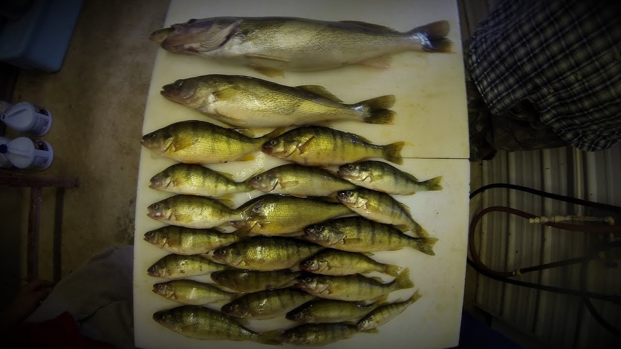 The 2 Finest Fish on Lake Erie!!! (NICE FISH) - YouTube