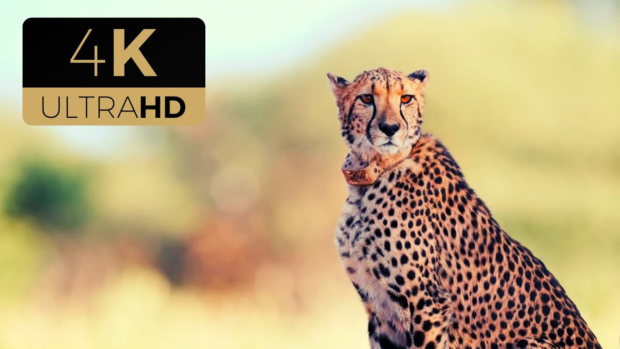 4K SAFARI Close-Ups: Mesmerizing Encounters with Africa's Majestic ...