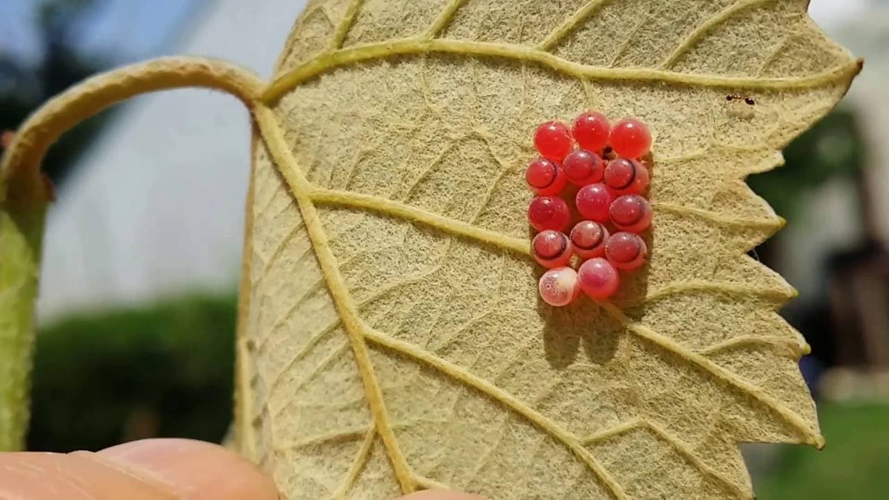 Ovo De Maria Fedida - BRAINCP