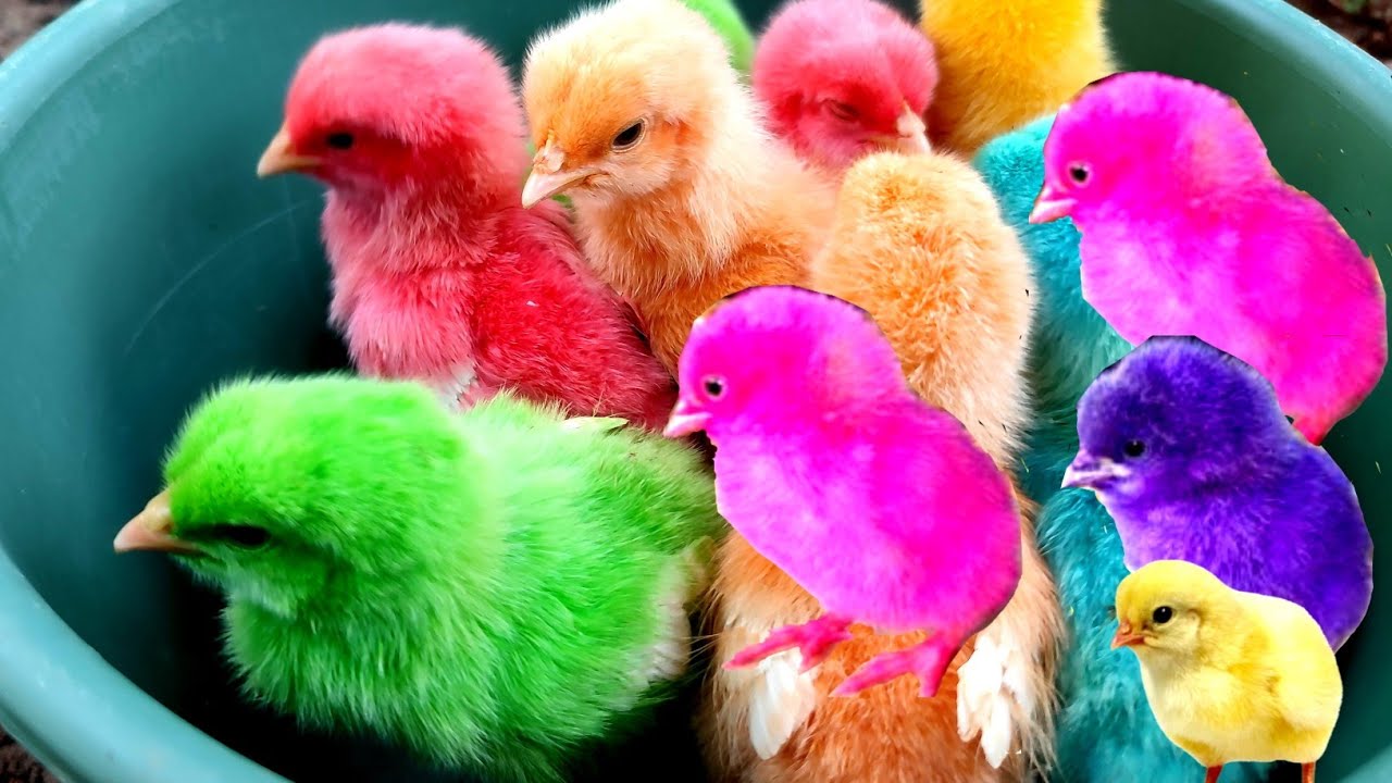 Menangkap Ayam lucu,Ayam warna warni,Ayam rainbow,Bebek,Angsa,kucing ...