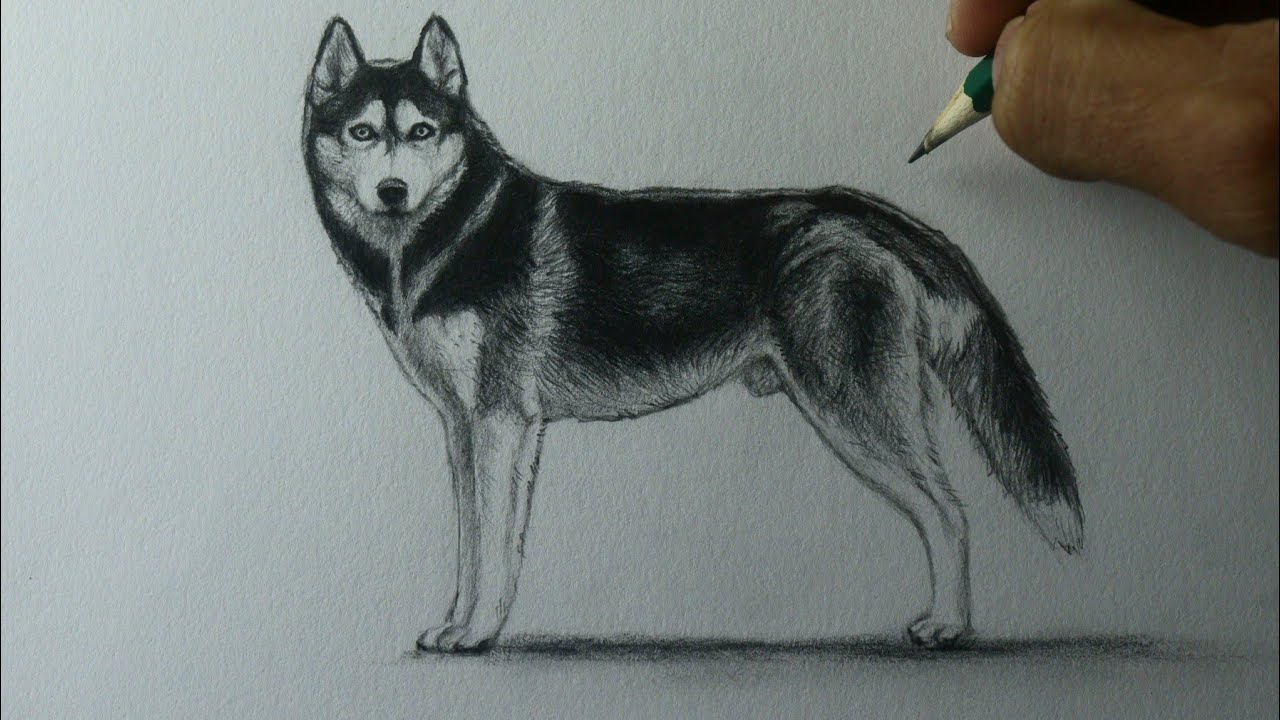 Como desenhar um Husky siberiano PASSO A PASSO narrado - YouTube