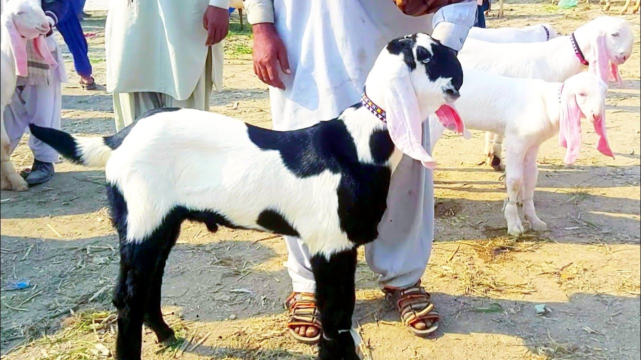 New Mandi of Rajan Puri goats see latest update of Mohammadpur Mandi At ...