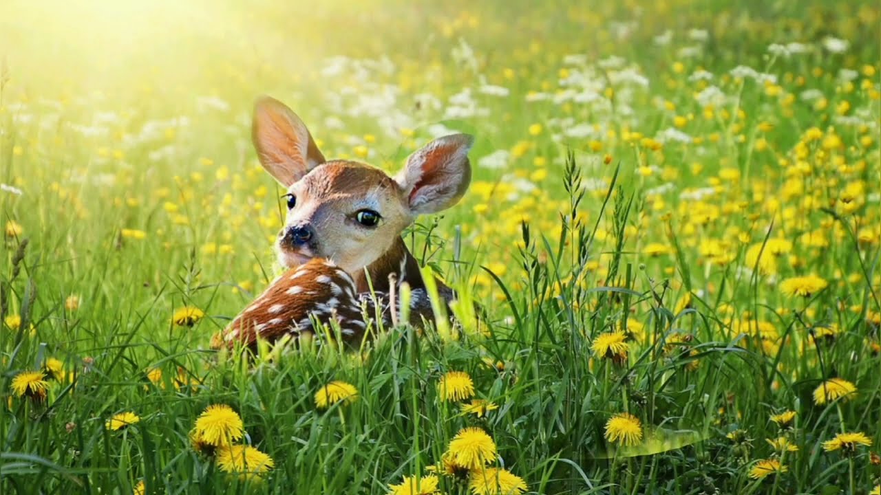 Cute Baby Deer / Fawn - YouTube