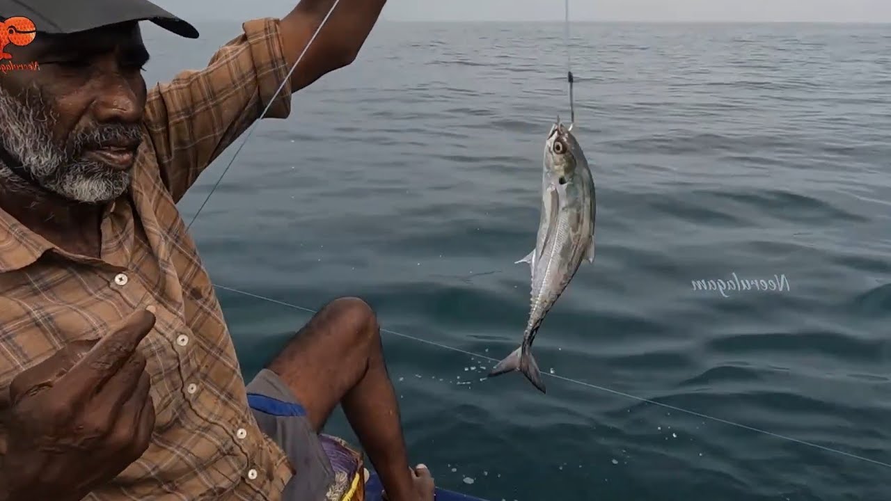 Fishing for monsters using Live Bites | Fishing gor Goliath groupers ...