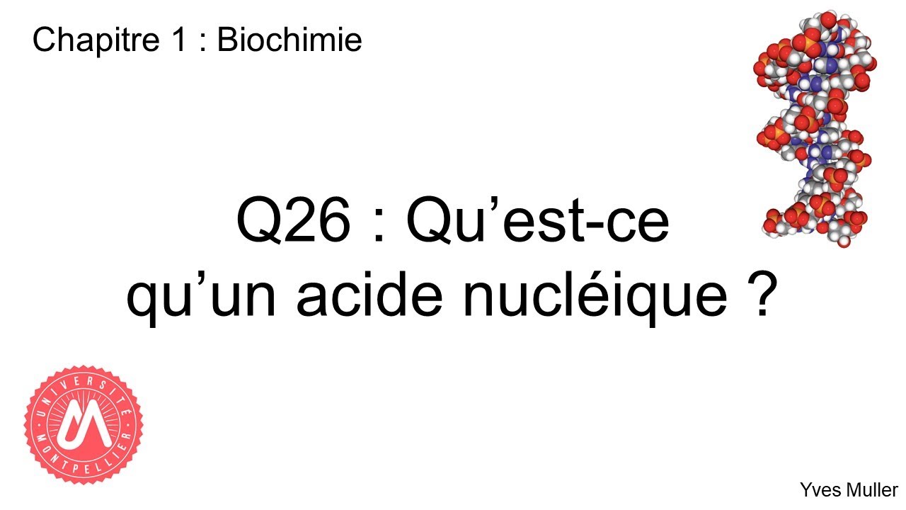 Chapitre 1 : Biochimie - Q26 : Qu'est-ce qu'un acide nucléique ? - YouTube