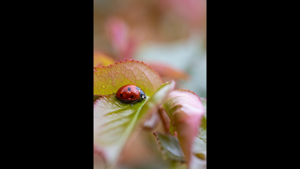 "Bug," by Roger Illsley - YouTube
