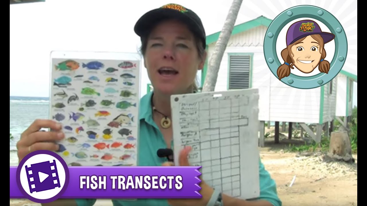 Animal Jam - Dr. Tierney Thys: Fish Transects - YouTube