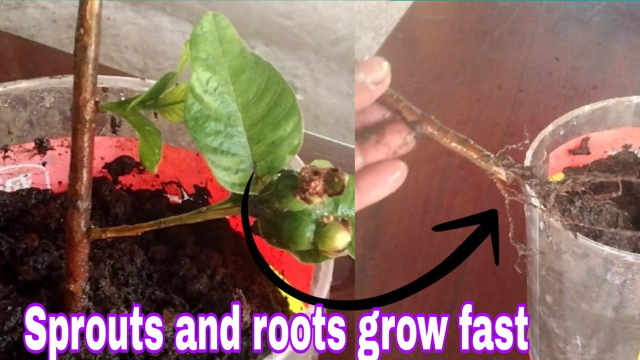 The recipe for grafting fast-growing branches, roots and shoots - YouTube