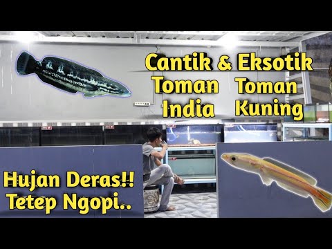PENUH WARNA! EVAKUASI TOMAN XANTHIC KE TEMPAT ANGKRINGAN IKAN - YouTube