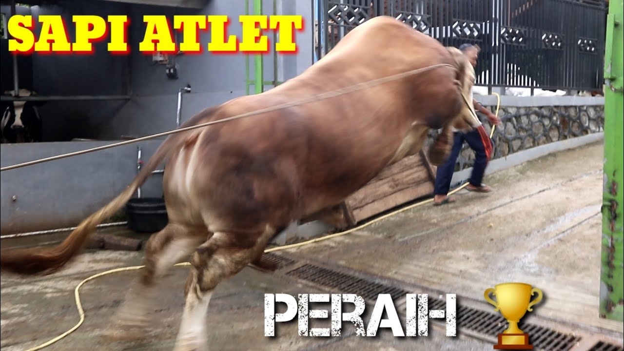 Sapi LOMPAT INDAH.Sapi JAUARA🏆🏆 - YouTube