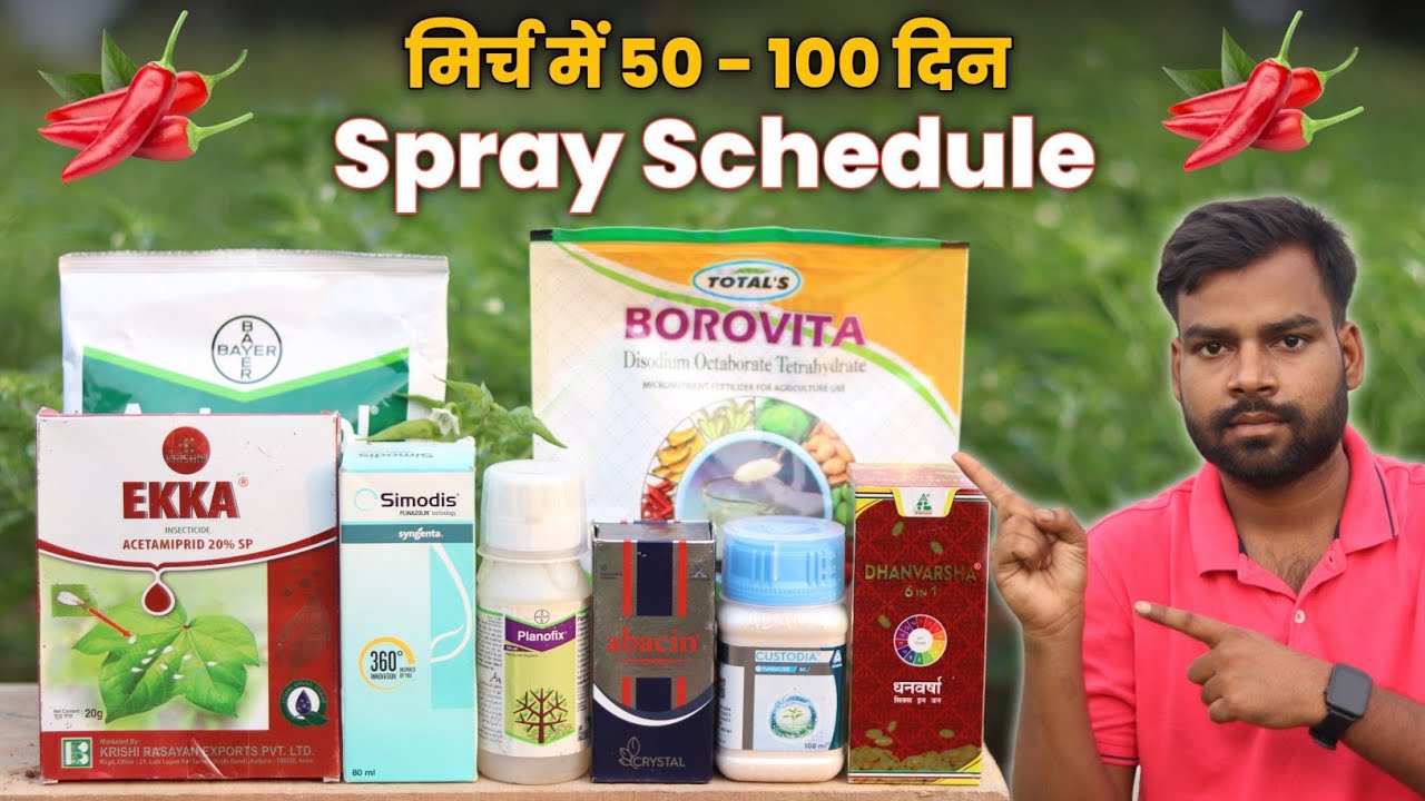 मिर्च का 50 - 100 दिन की Spray Schedule | Chilli Spray Schedule Part 2 💯 - YouTube
