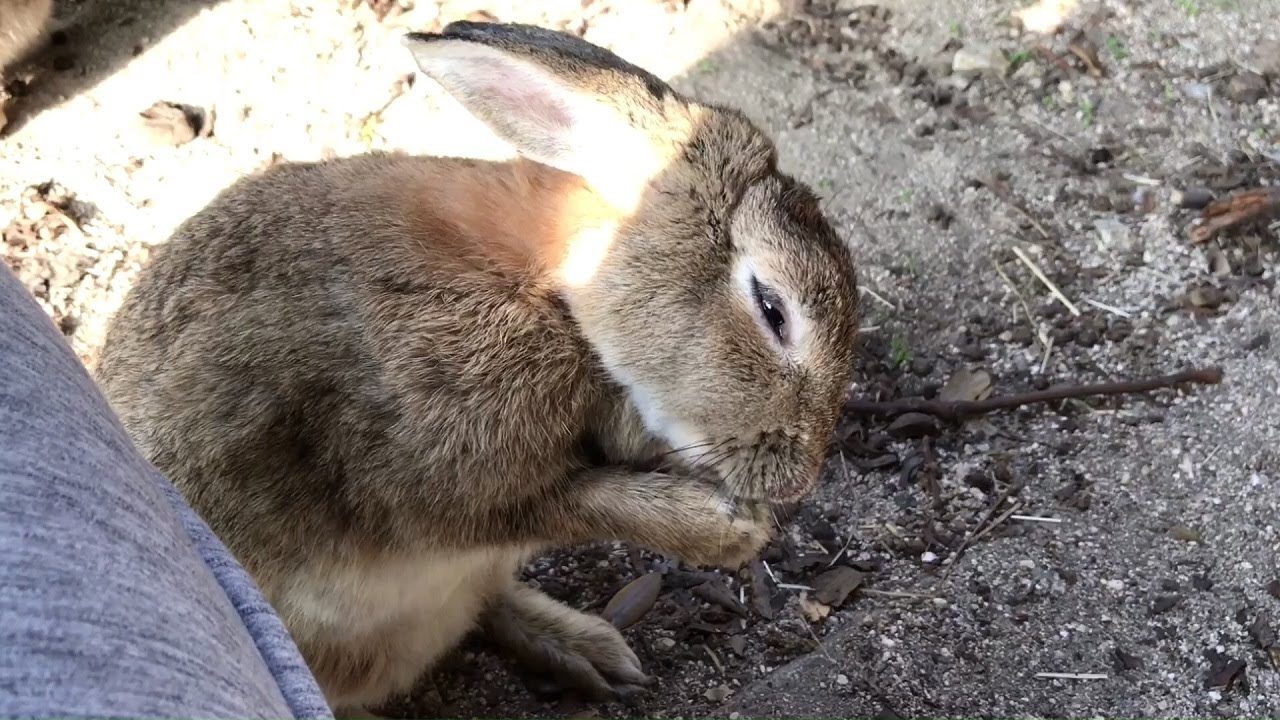 Rabbit sitting next to me and spoiling me - YouTube