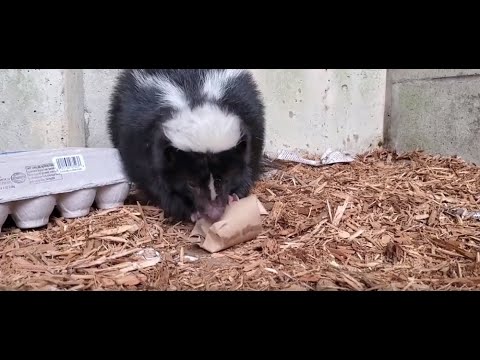 Zoo School with Stanley, the skunk - YouTube