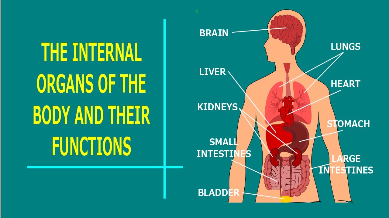 the major organs of the body Integrated Science Grade 1,2,3,4,5,6,7,8,9 ...