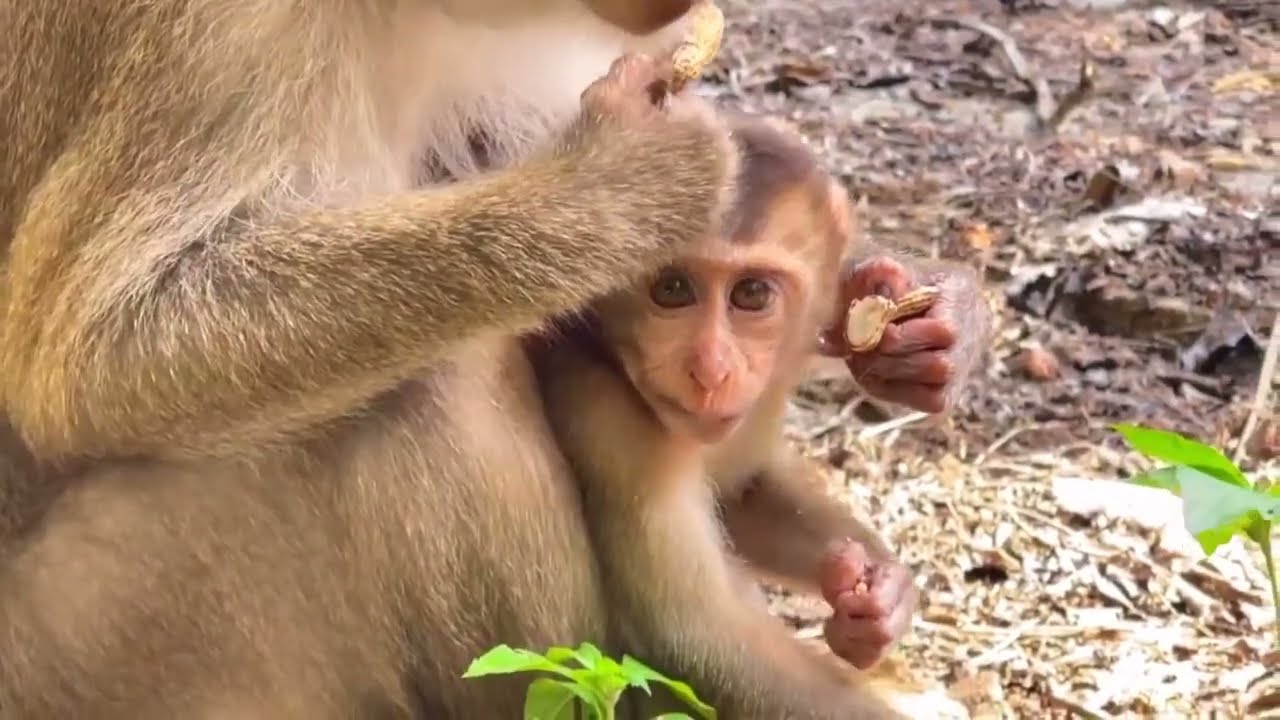 OMG...! The best action old Baby Monkey show... - YouTube
