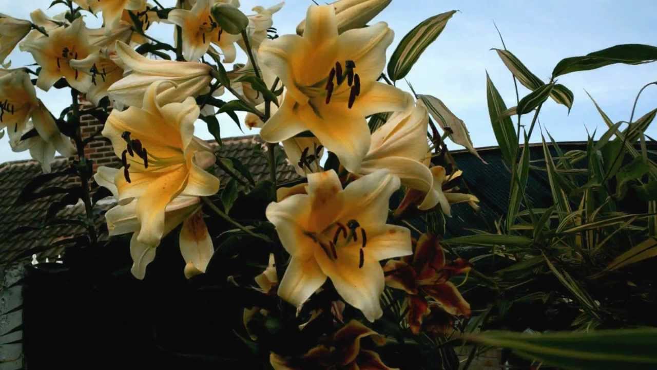 tree lilies 2012 - YouTube