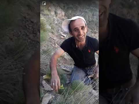 Şahin Dürlü Çaşır Yorumu 😂