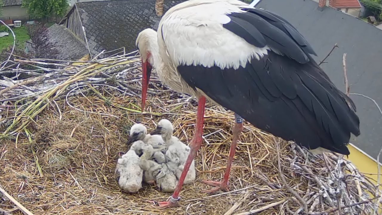 White Storks (Ságvár, Hungary) | Feeding time in the storks nest | May ...