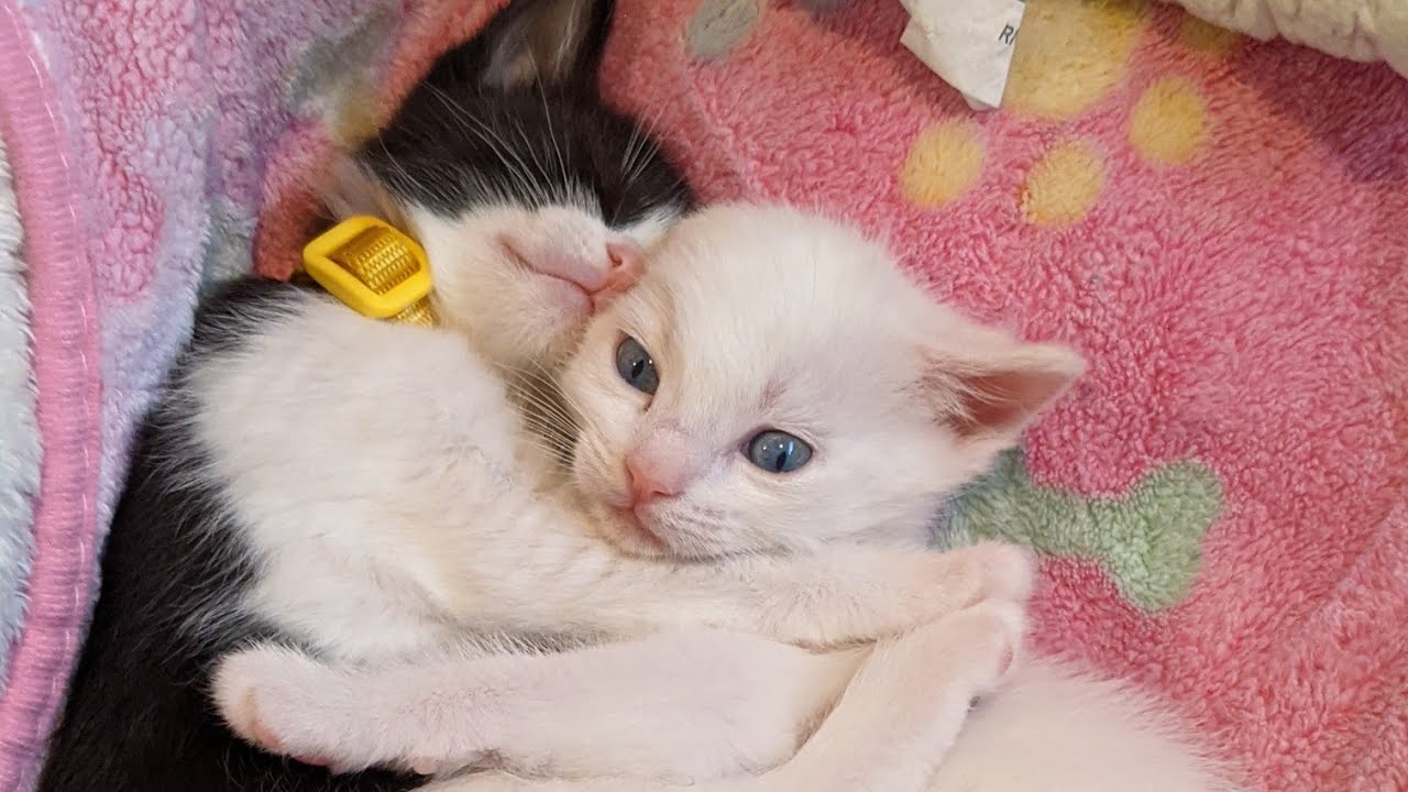 Kittens are growing up! 1 month old... - YouTube