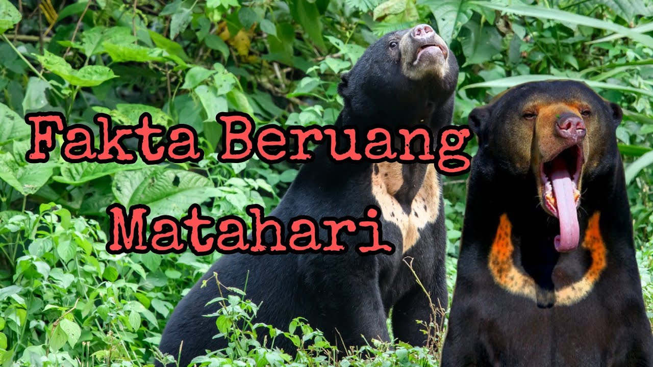 Beruang Matahari