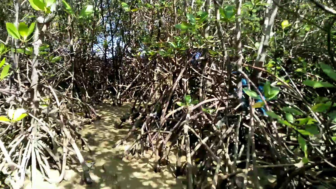 Hutan Mangrove Lembung Pamekasan - YouTube