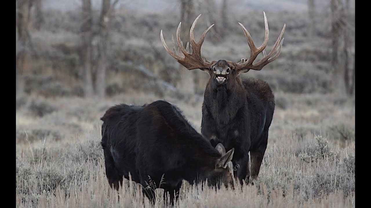 Wildlife Photography-BEST BULL MOOSE/ANTLERS-Jackson Hole/Grand Teton ...
