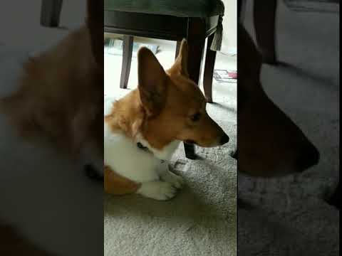 Scared Corgi - YouTube