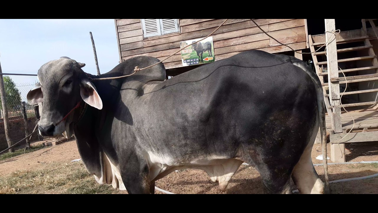 គោបាខ្មែរ ចៅអាសេះ , cambodia bull - YouTube