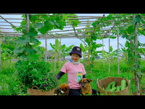 Full Video: Harvesting Luffa, Oregano & Basil Goes to Market Sell - Harvest, Cooking | Tieu Lien