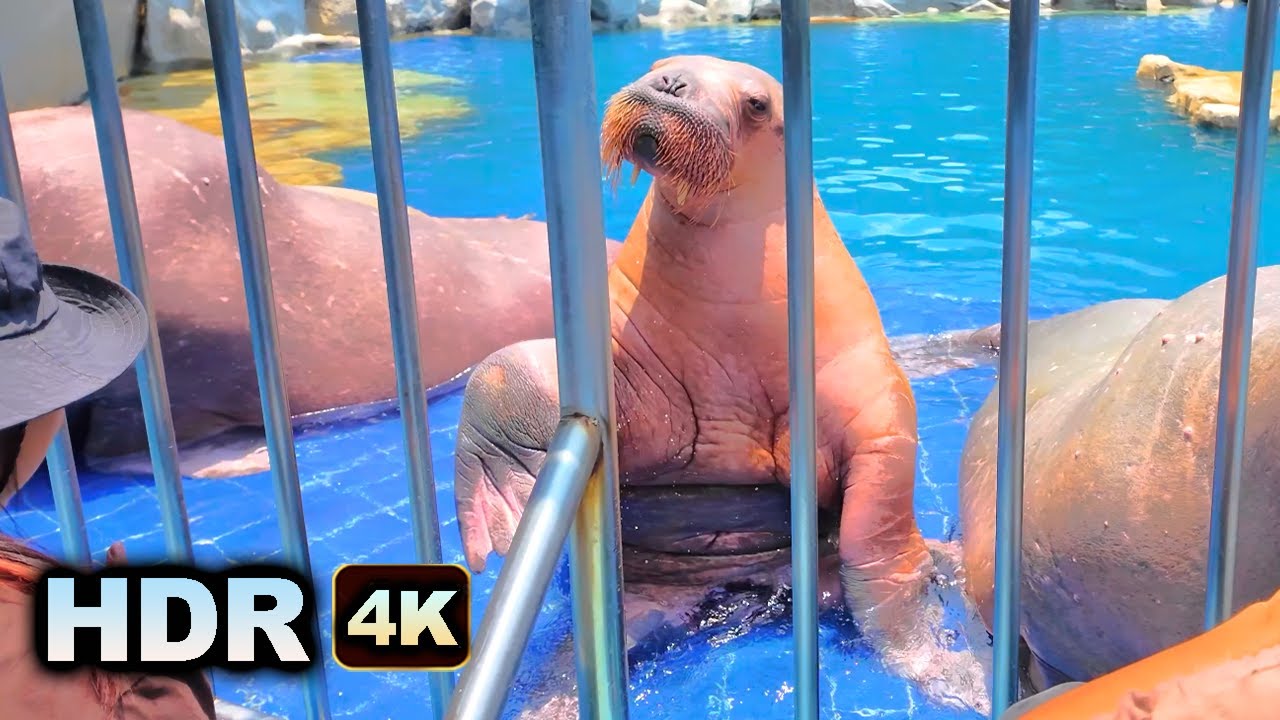 Safari World Bangkok Walrus Feeding - Wildlife Animal Zoo in Thailand ...