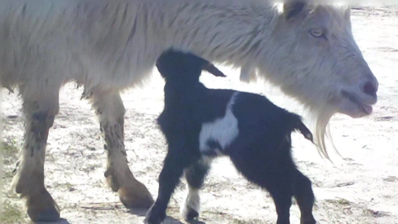 Goat Stimulates Newly-Born Kid. Capră și ied abia fătat - YouTube