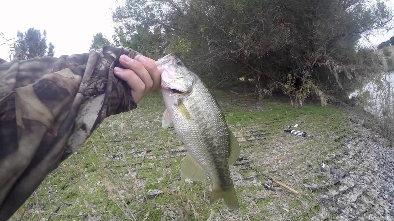 Bay Area bassin Bass Fish Fishing California Central Foothills Valley ...