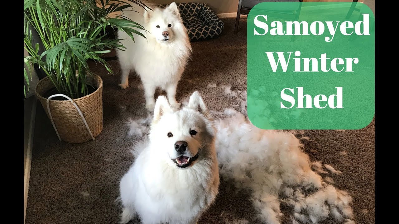 Samoyed Sheds in January! | So Much Fur - YouTube