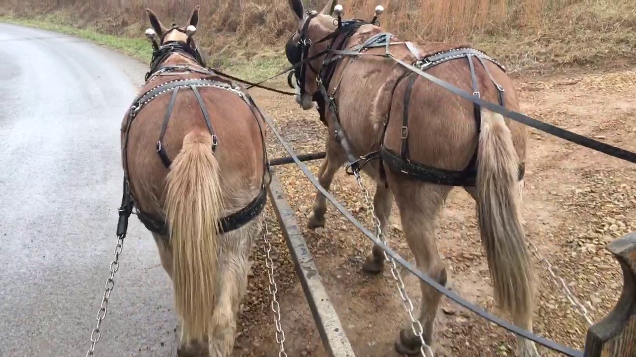 Noah and Susie. Draft cross mule team. Traffic safe !!!! - YouTube