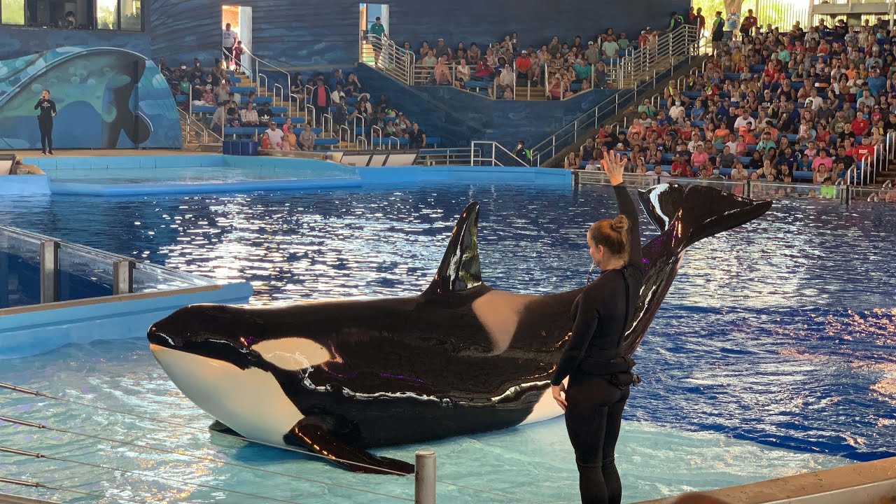 The Orca Encounter At Sea World - SAN ANTONIO - YouTube