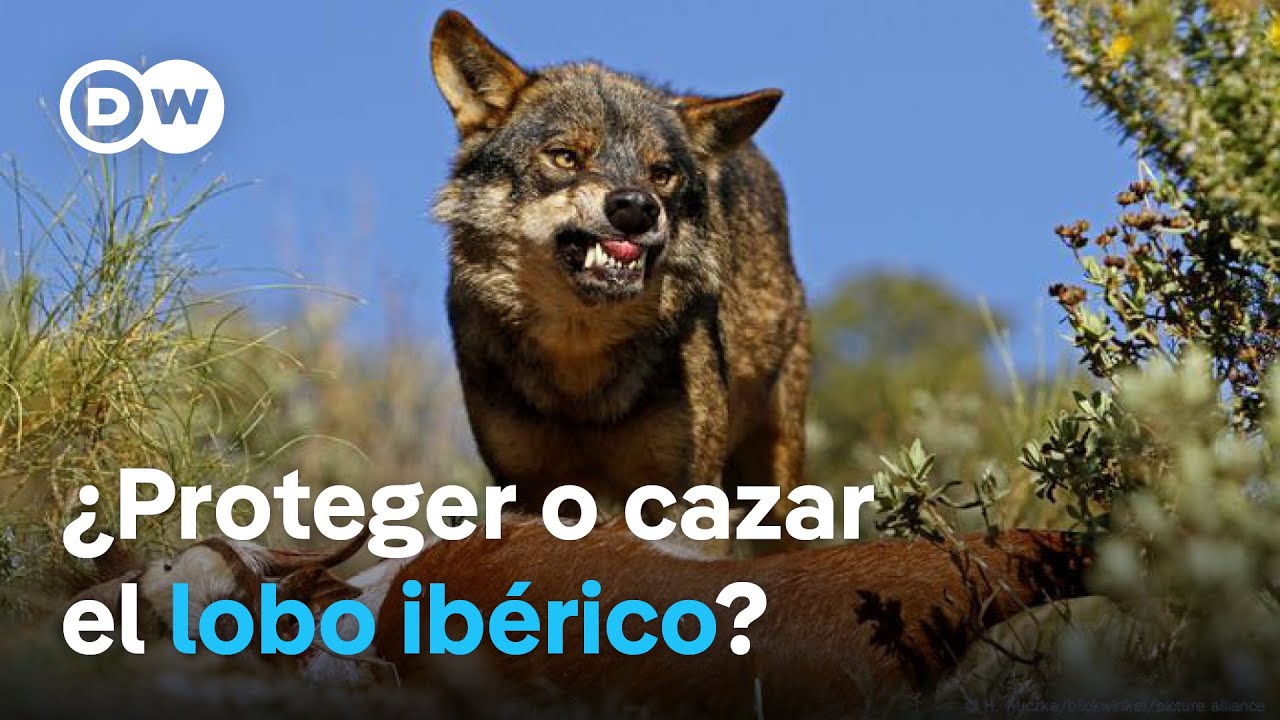 Lobo Atacando A Humano