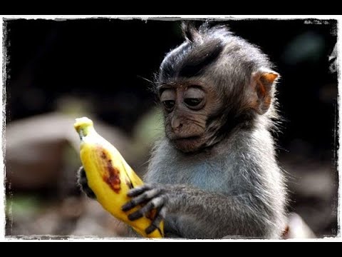 Playing Uno with a real life Monkey!!!! - YouTube