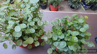 Pennywort/ Dollar plant//How to Fertilize & Care