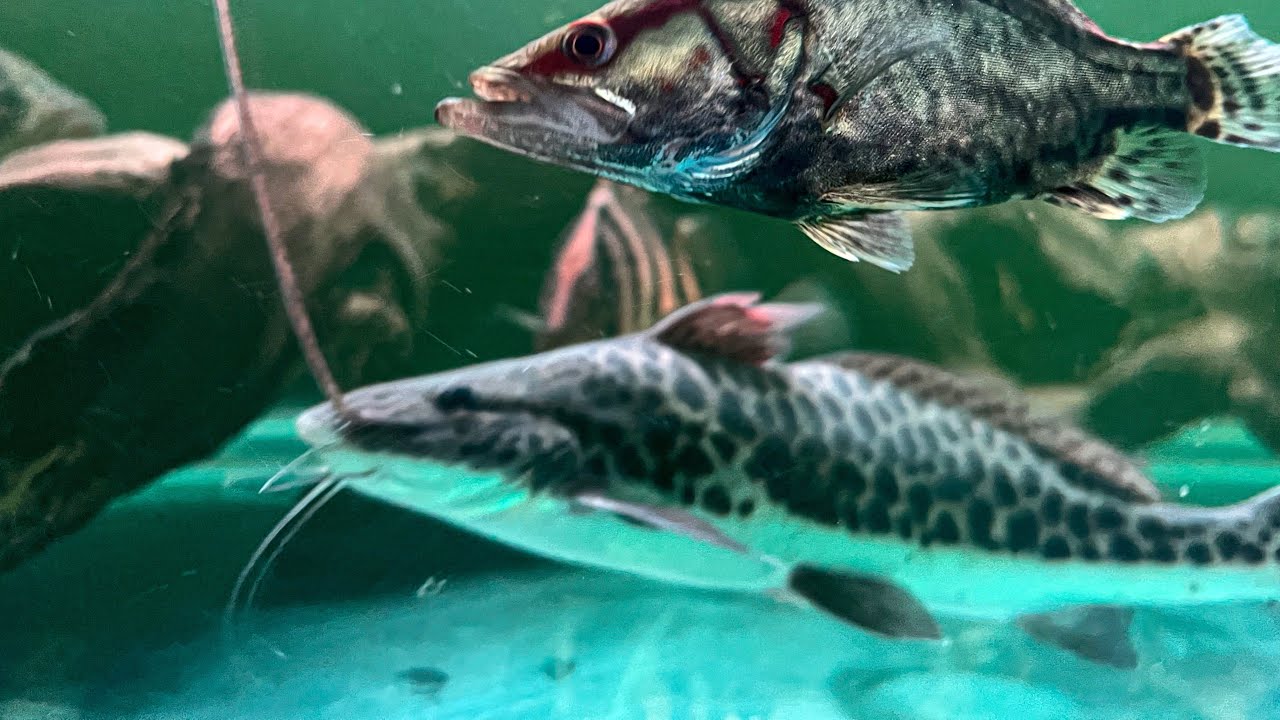 Vulture catfish - YouTube