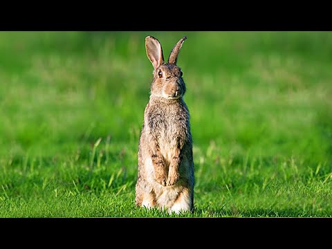 The hare is one of the fastest animals in the world | Hear sound - YouTube