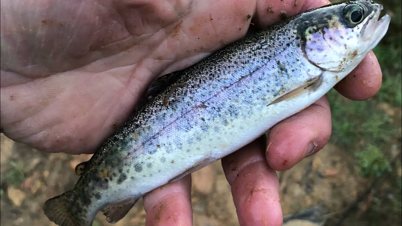 DEVILBEND Rainbow Trout going nuts! May 2018 - YouTube