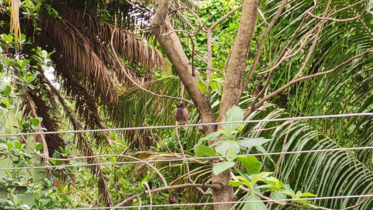 Beautiful Shalik Pakhi(Bird) || Common myna|| Indian myna (Acridotheres ...