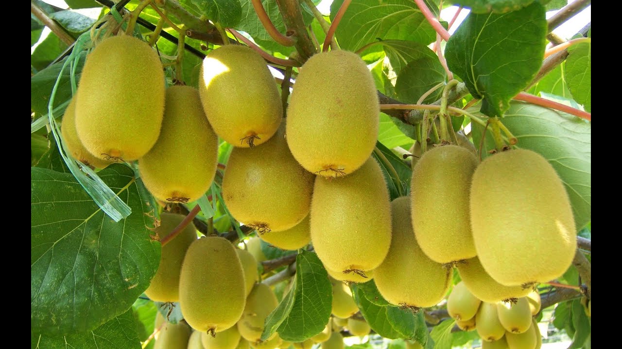 The Life Cycle of Kiwi | Modern Agricultural Cultivation and Harvesting ...